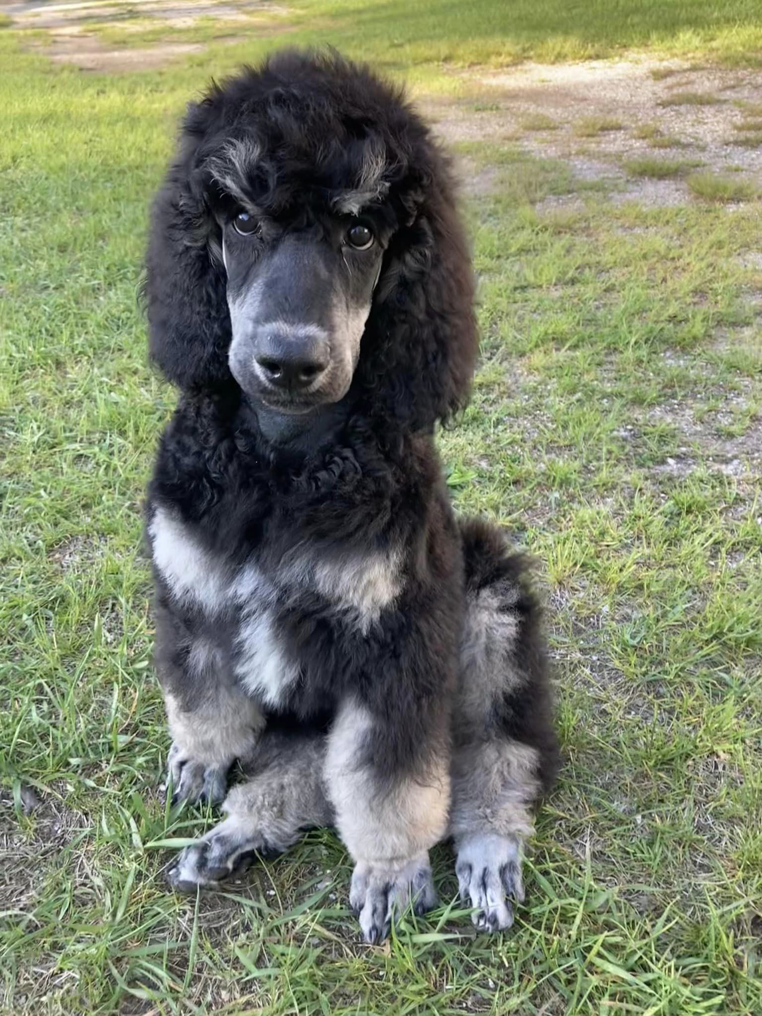 Rivers Edge Standard Poodles