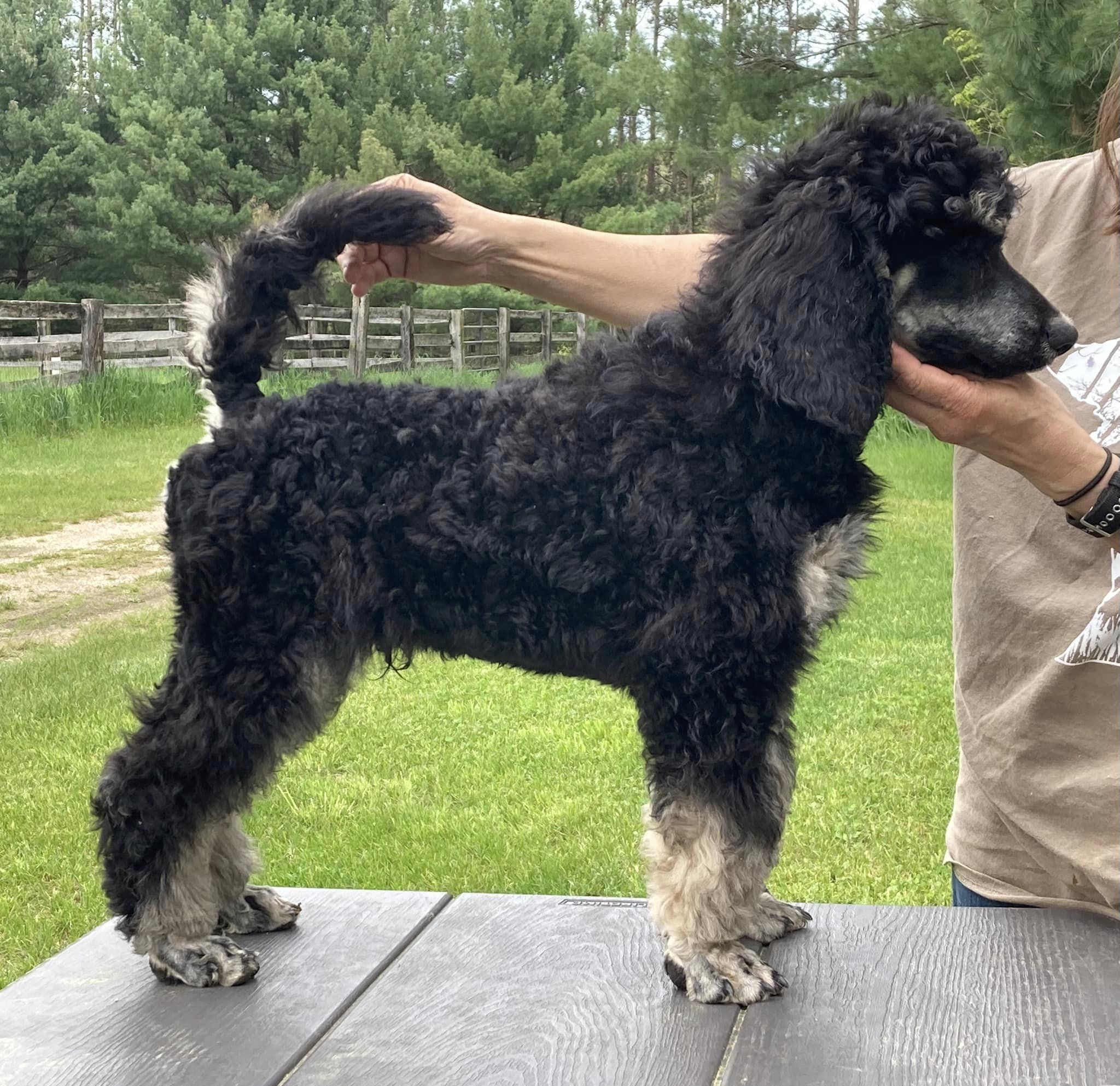 Rivers Edge Standard Poodles