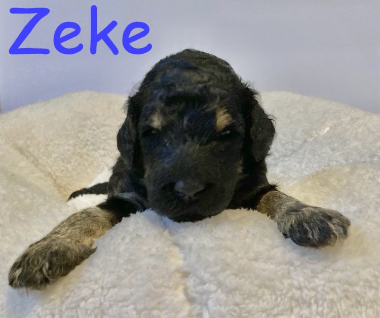 Rivers Edge Standard Poodles