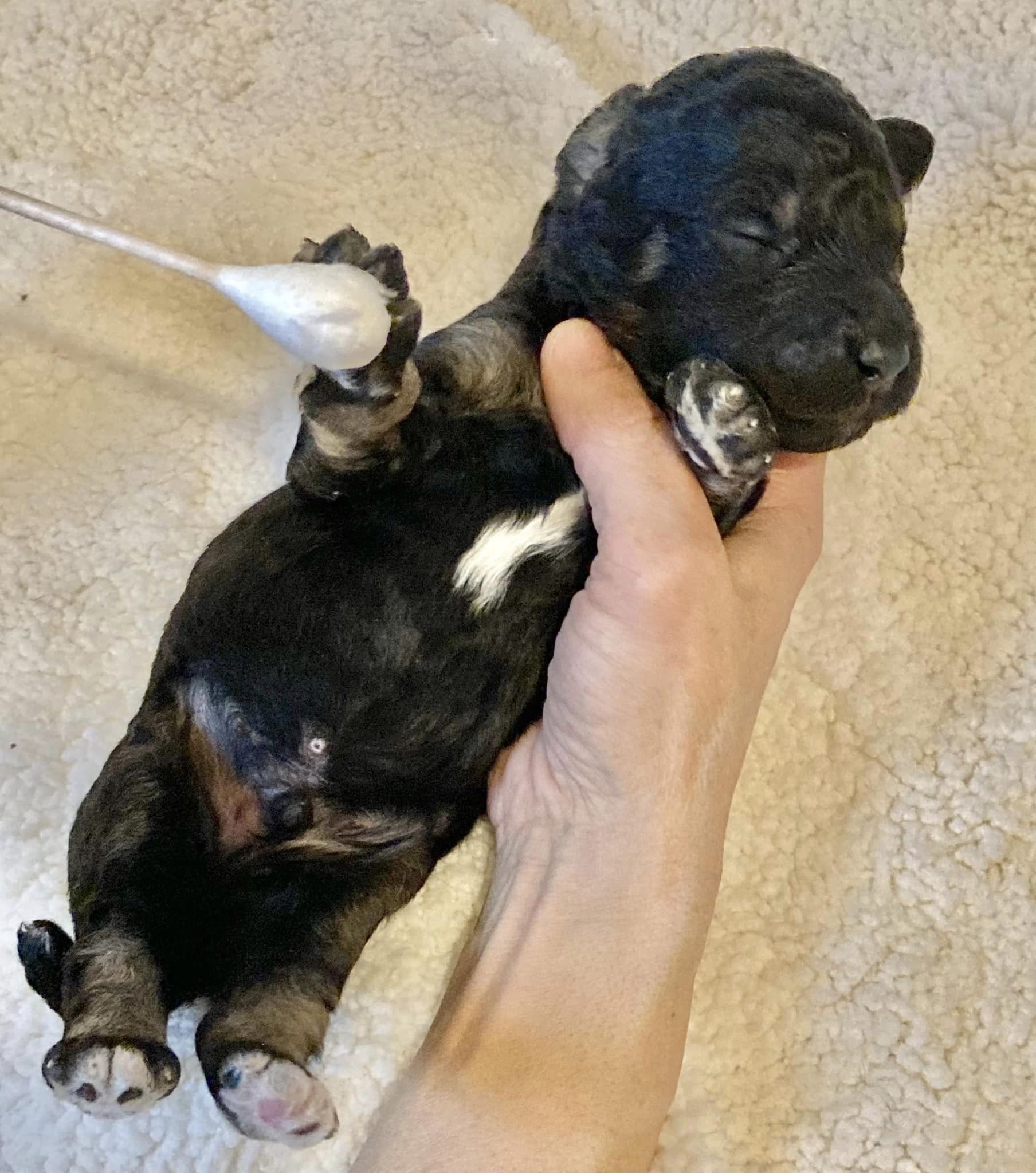 Rivers Edge Standard Poodles